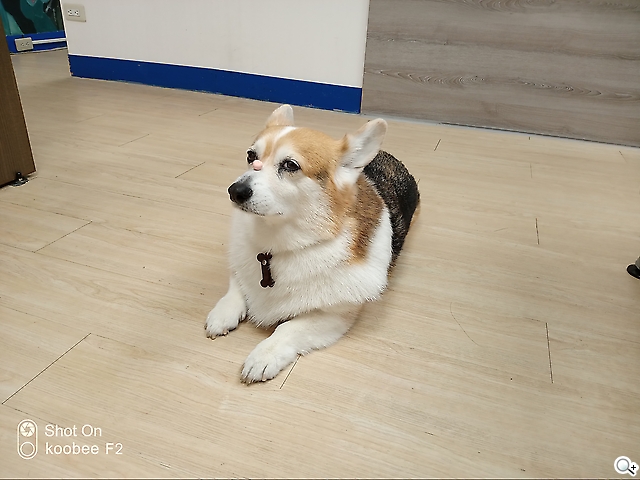 前後雙鏡頭 6吋大螢幕 koobee F2開箱- SOGI 手機王