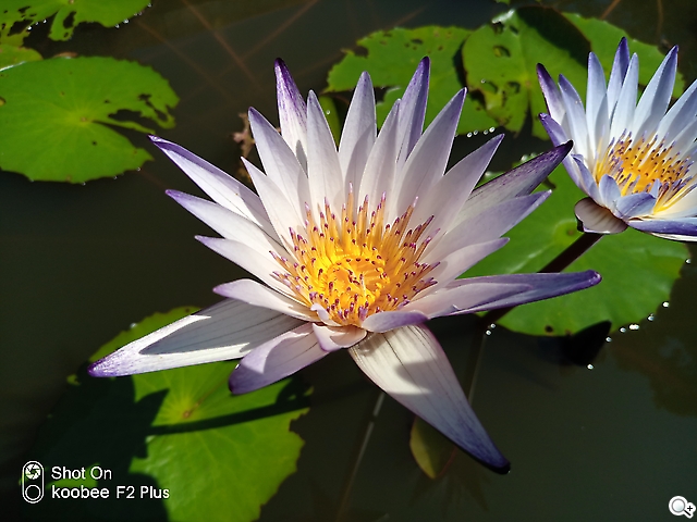 3D玻璃美背 16MP前後鏡頭 koobee F2 Plus開箱- SOGI 手機王