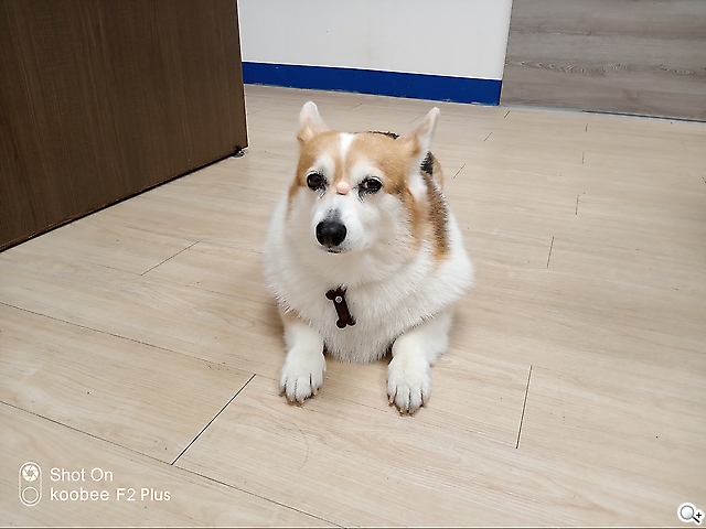 3D玻璃美背 16MP前後鏡頭 koobee F2 Plus開箱- SOGI手機王